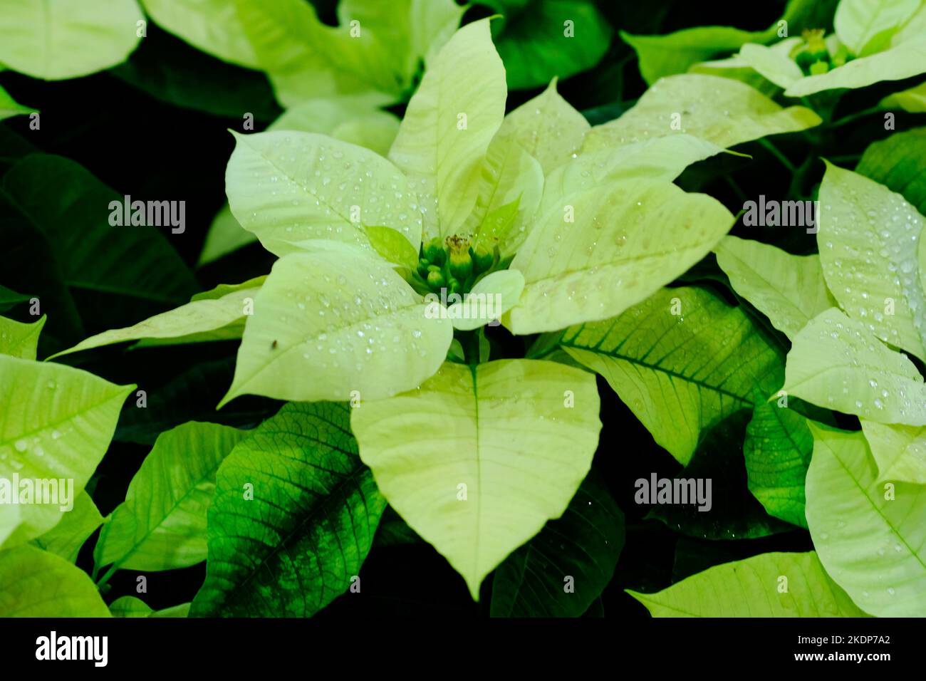 Green leaves texture background, colorful leaves, nature concept ...