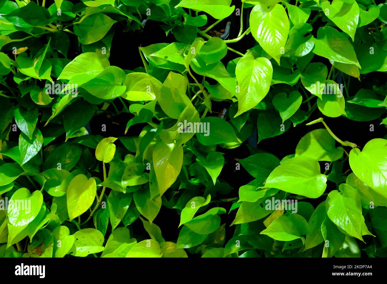 Green leaves texture background, colorful leaves, nature concept ...