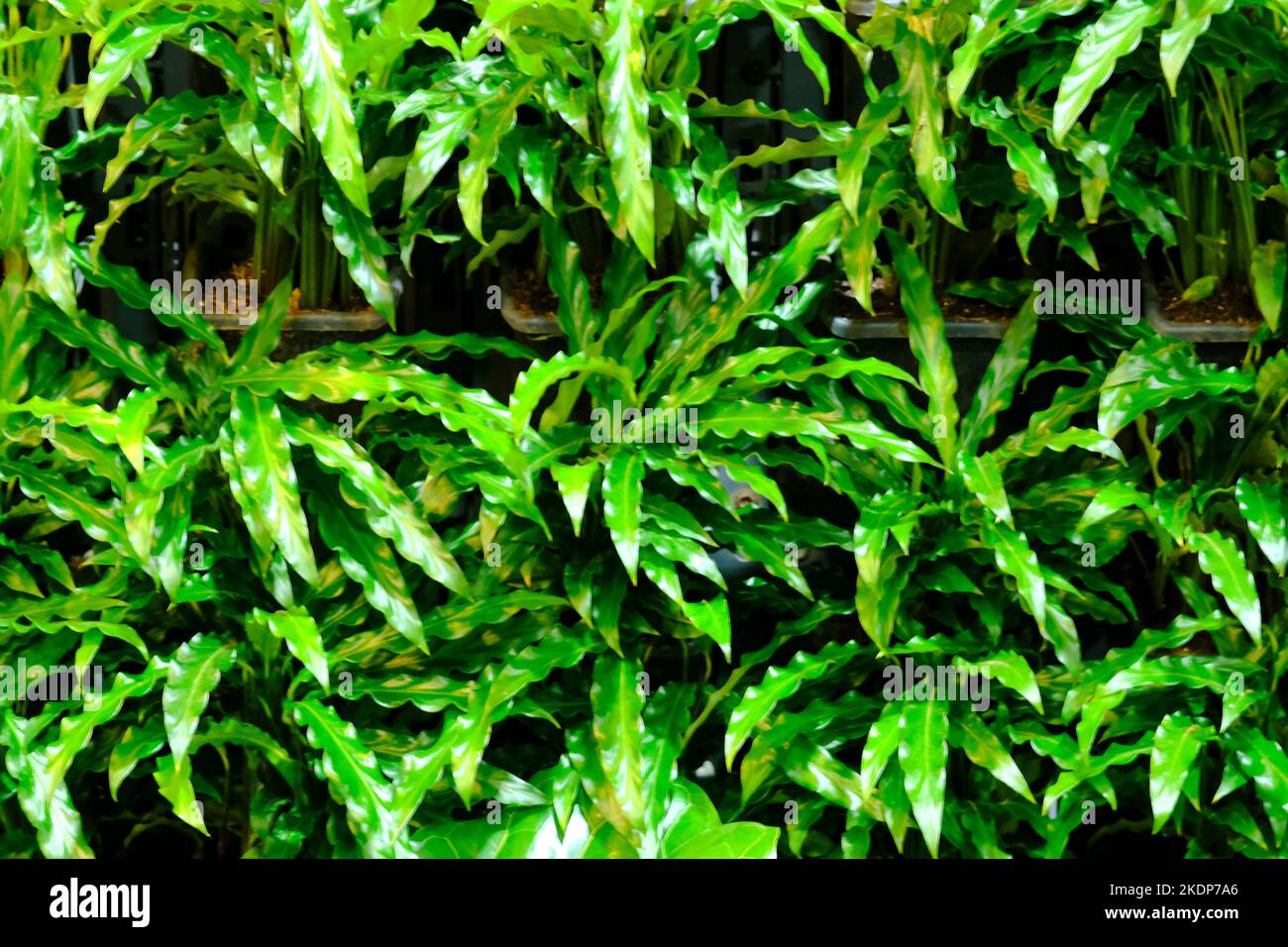 Green leaves texture background, colorful leaves, nature concept ...