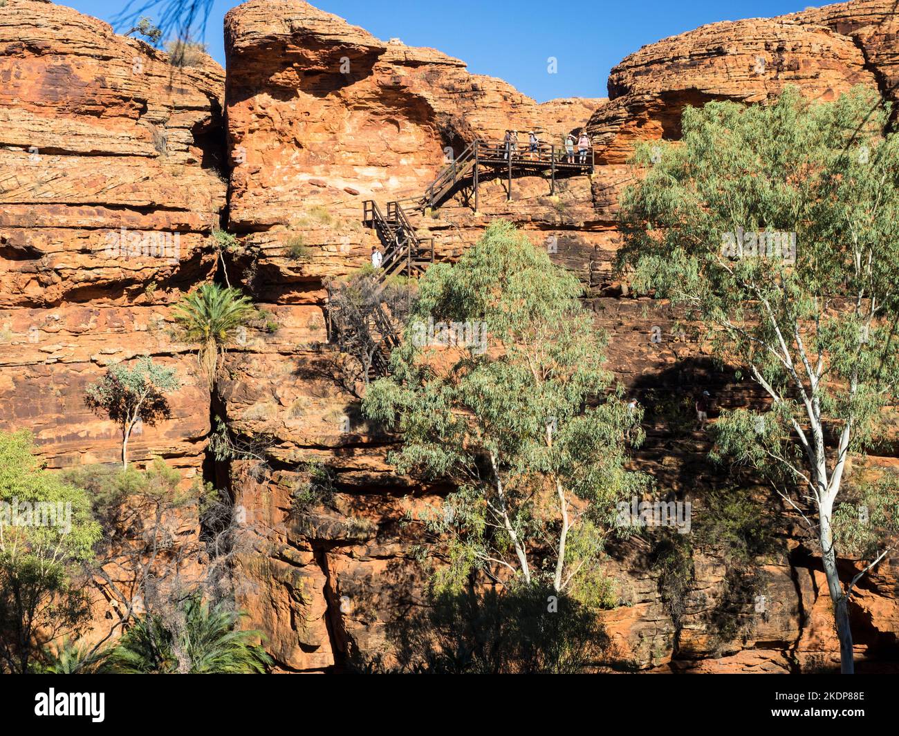 Ghost gums (Corymbia aparrerinja) below stairs on the cliff face, RIm ...