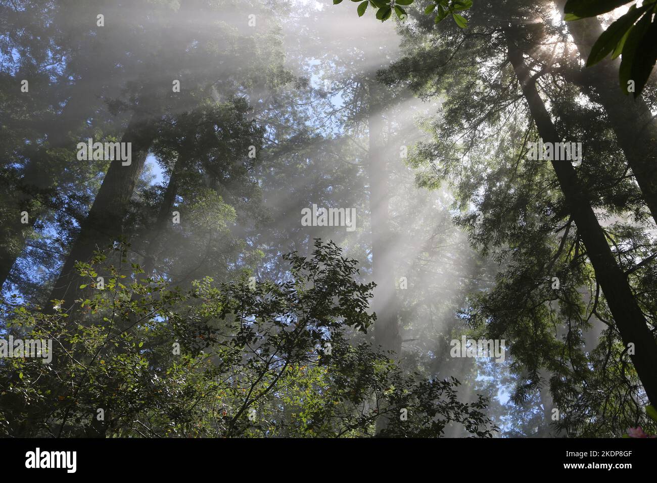 Sunrays in the tree hi-res stock photography and images - Alamy