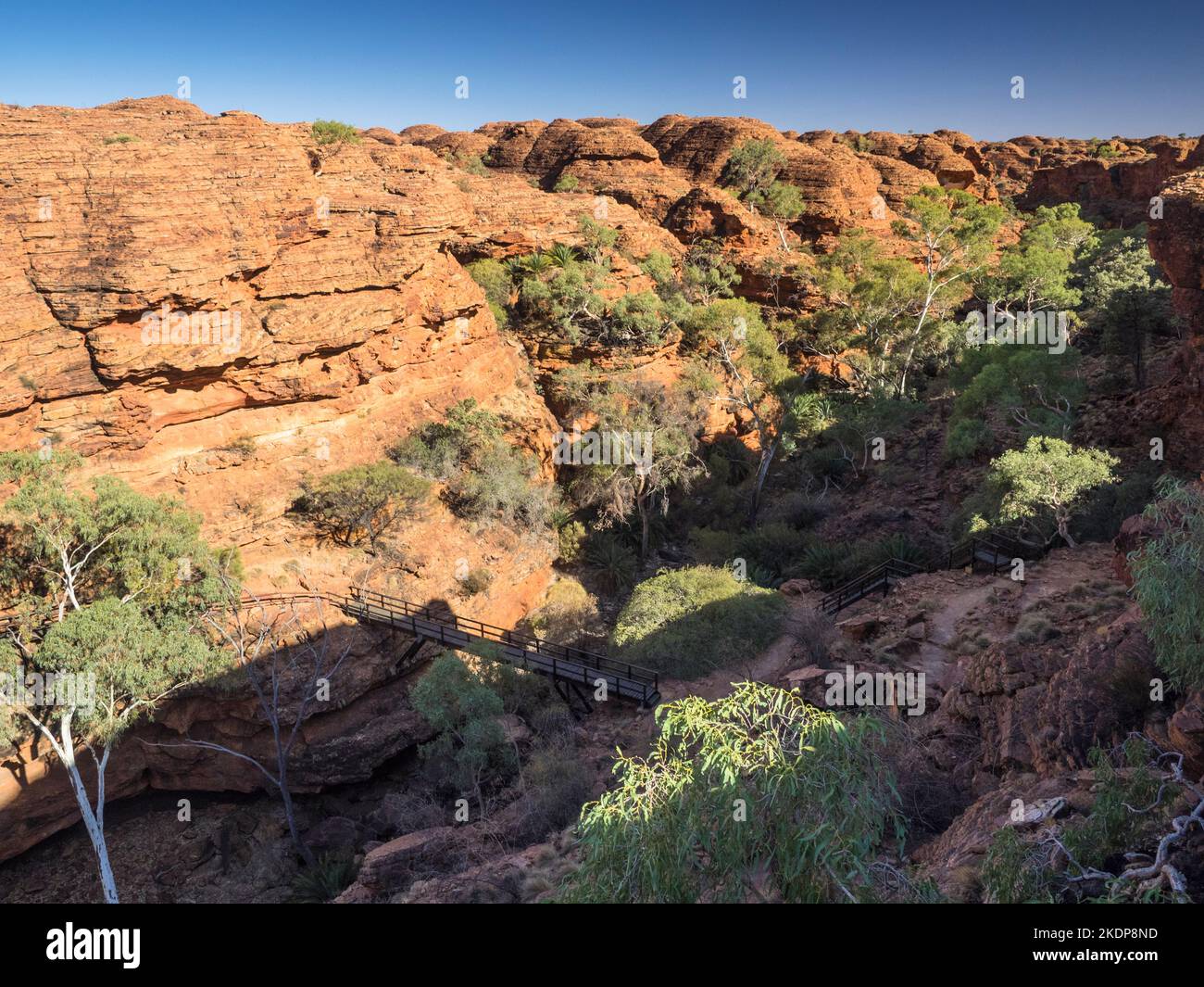 Ghost gums (Corymbia aparrerinja) in the Upper Canyon below the Lost ...