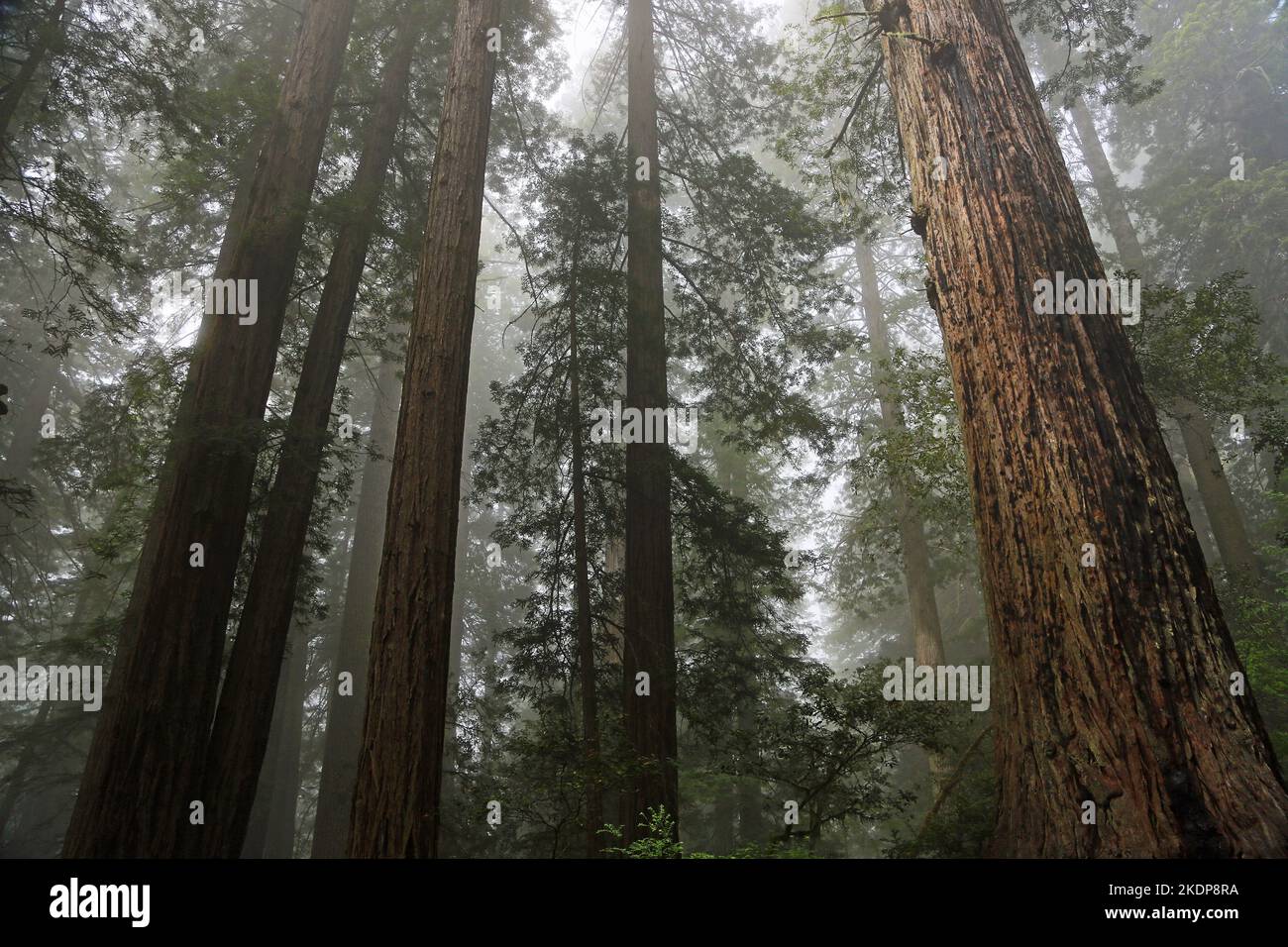 Green forest in california hi-res stock photography and images - Alamy