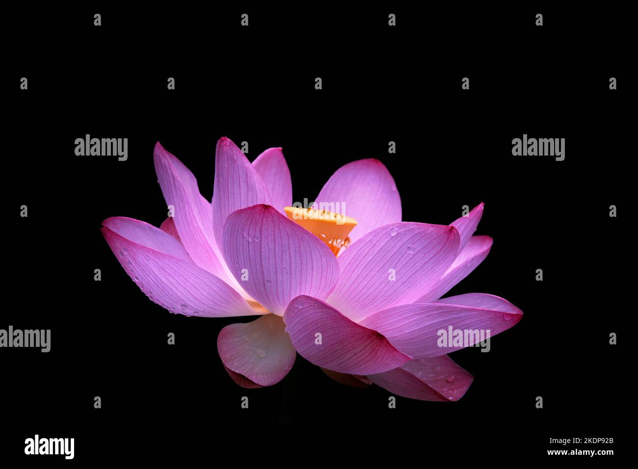 Close-up of bright pink lotus flower in full bloom isolated on dark ...