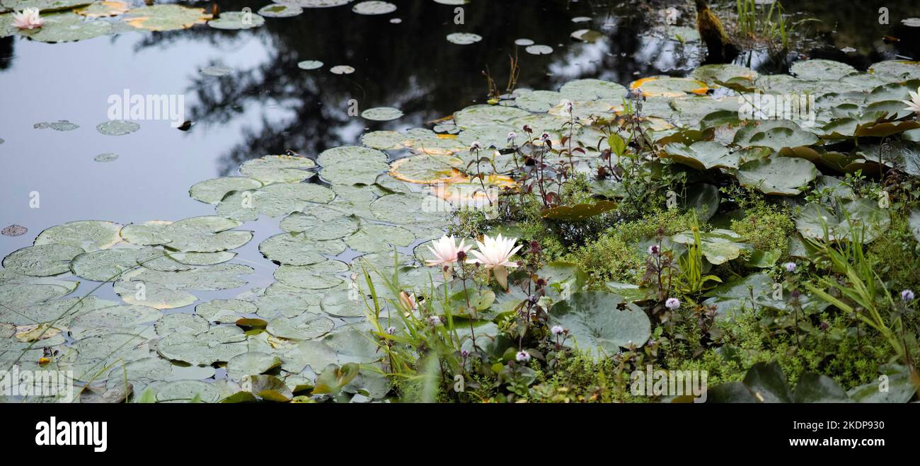 Two waterlily plants growing through each other. One has magenta ...