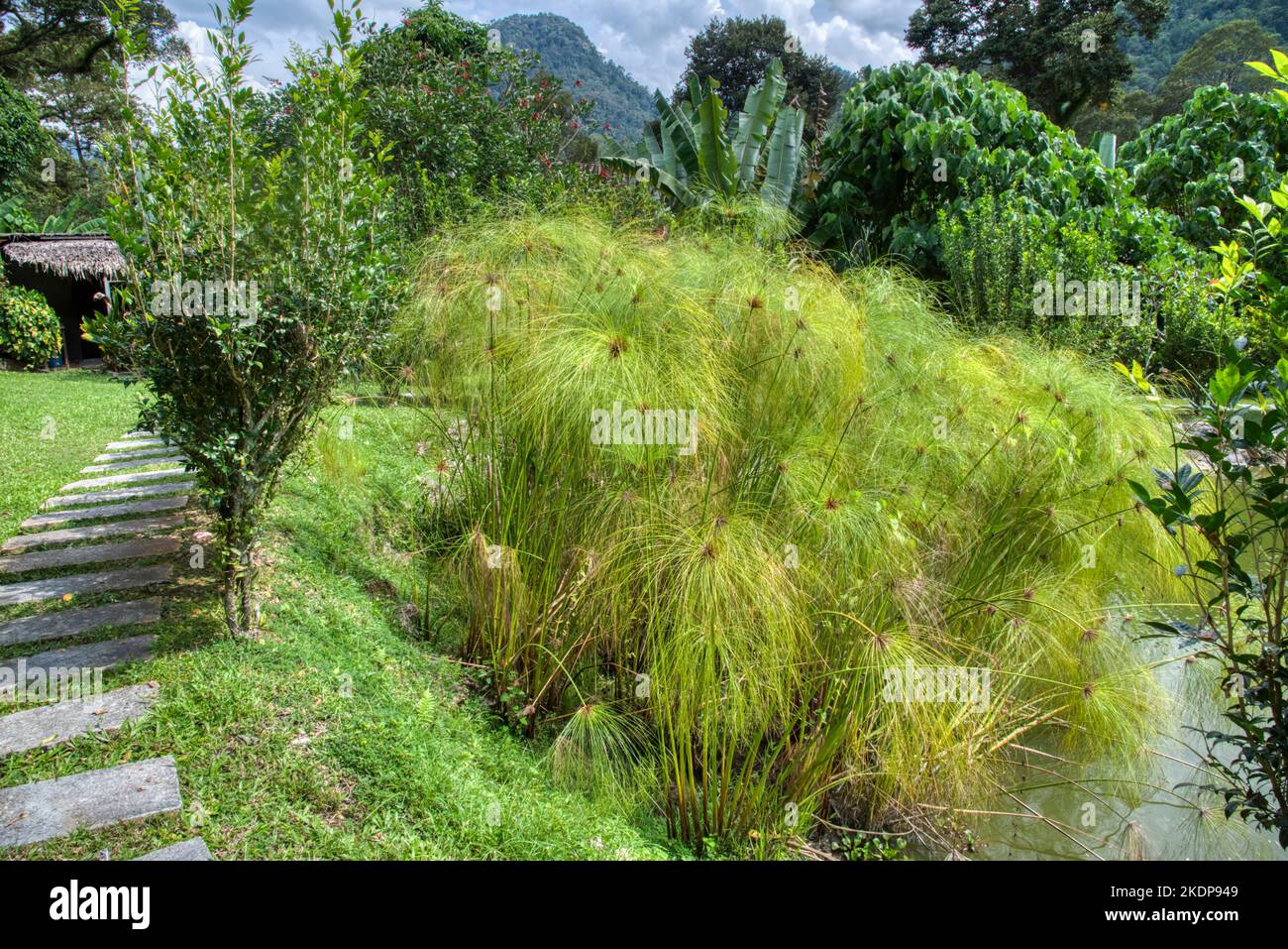 cluster of the cyperus papyrus plant growing by the lake Stock Photo ...