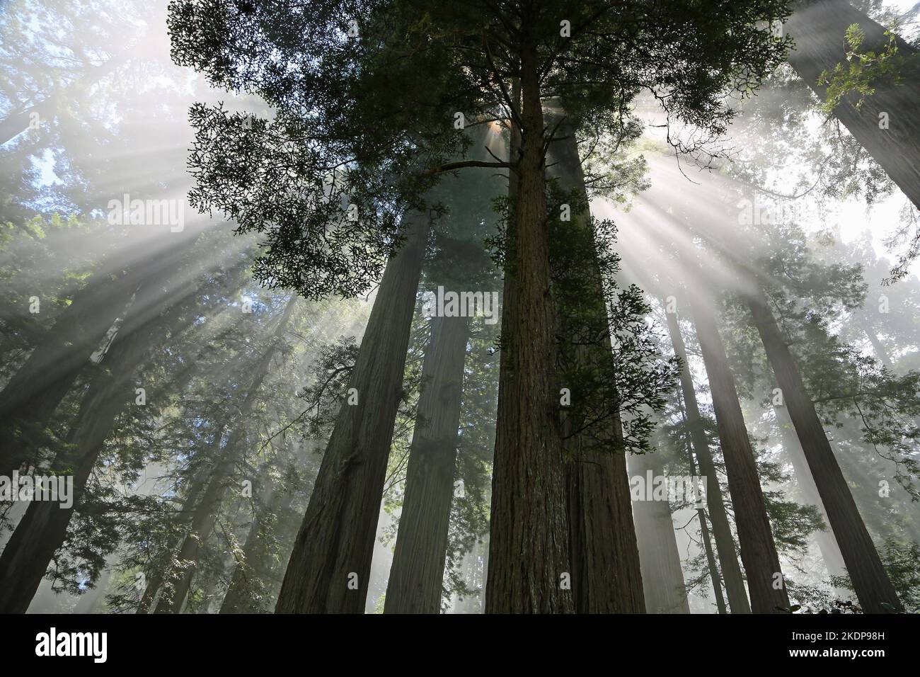 Sunrays behind trees - Redwood National Park, California Stock Photo ...