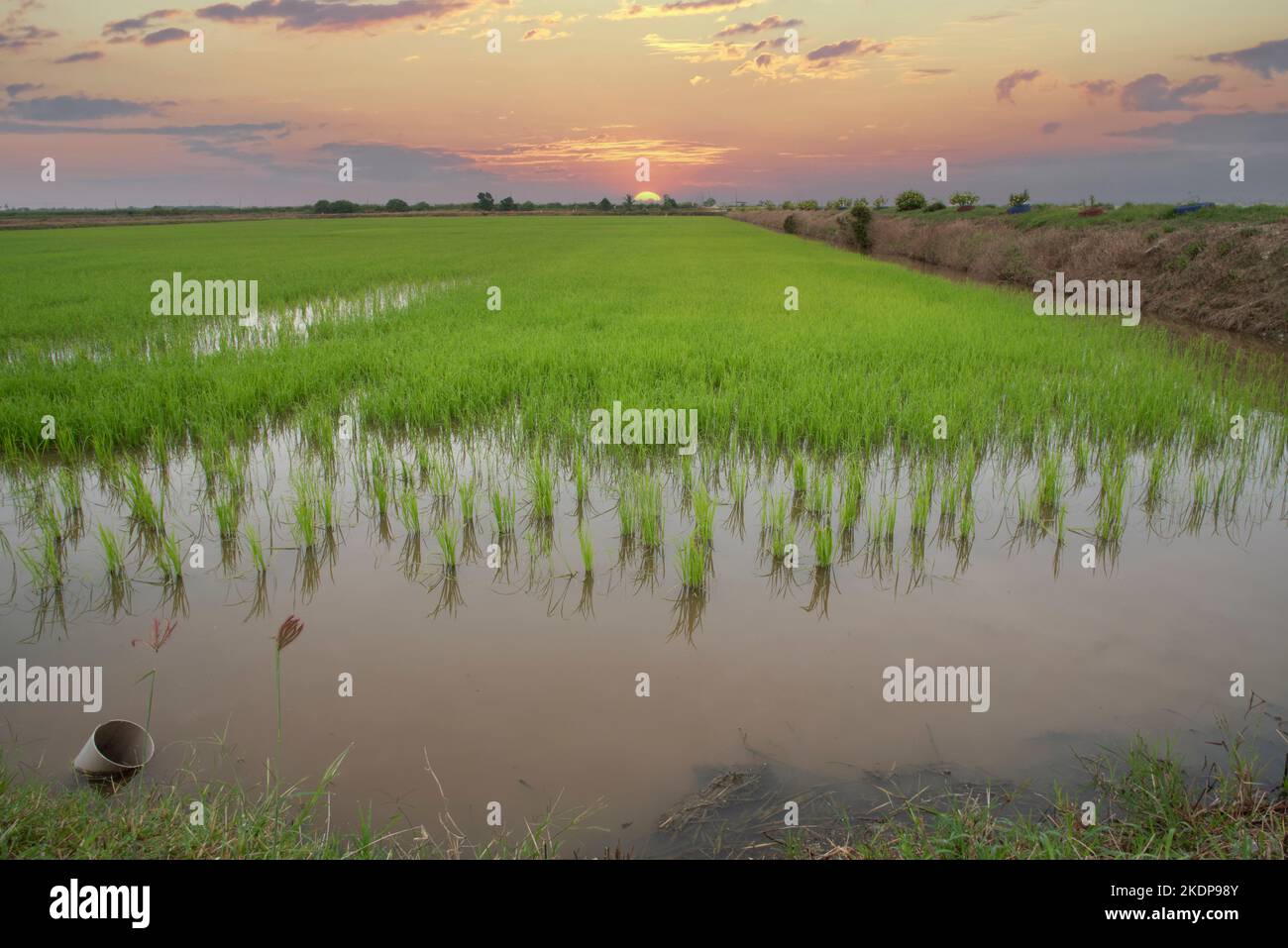 early morning scene at the green paddy field Stock Photo - Alamy