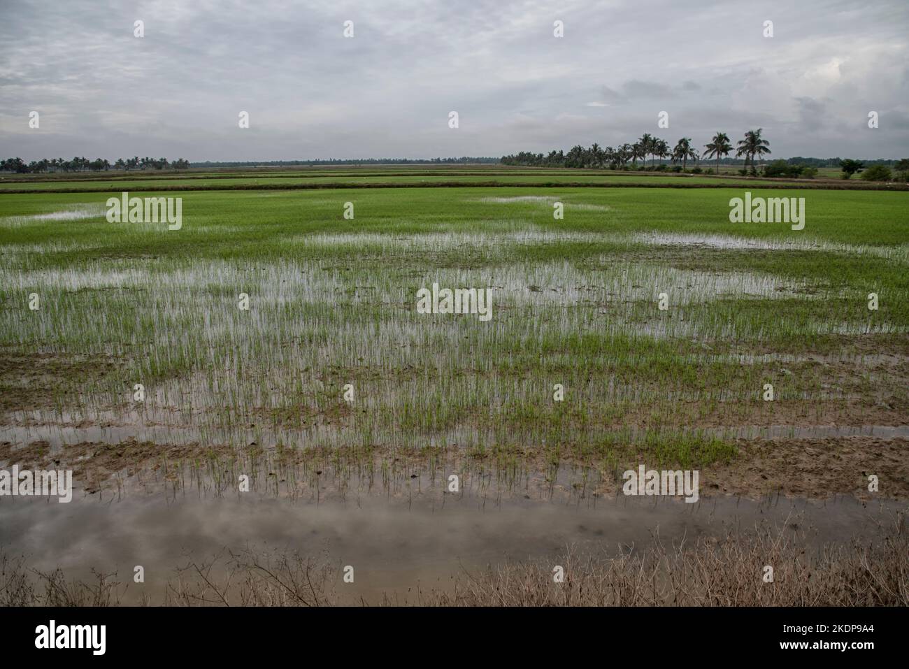 early morning scene at the green paddy field Stock Photo - Alamy