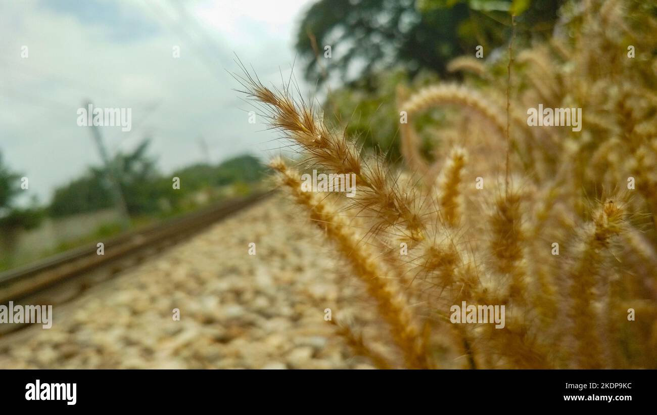Close up of a Setaria viridis Flower against a bright nature background ...