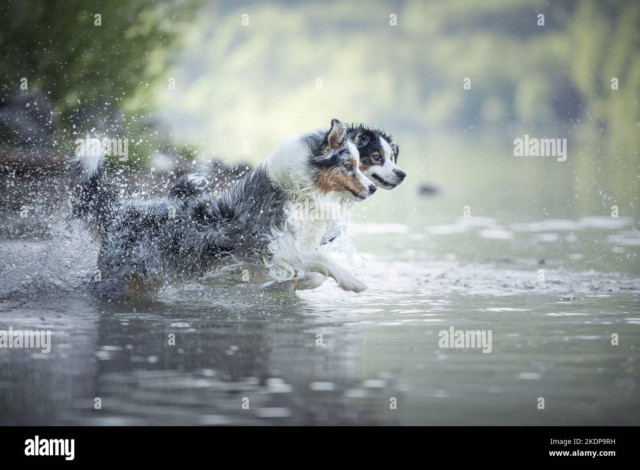 Australian shepherds blue merle black hi-res stock photography and ...