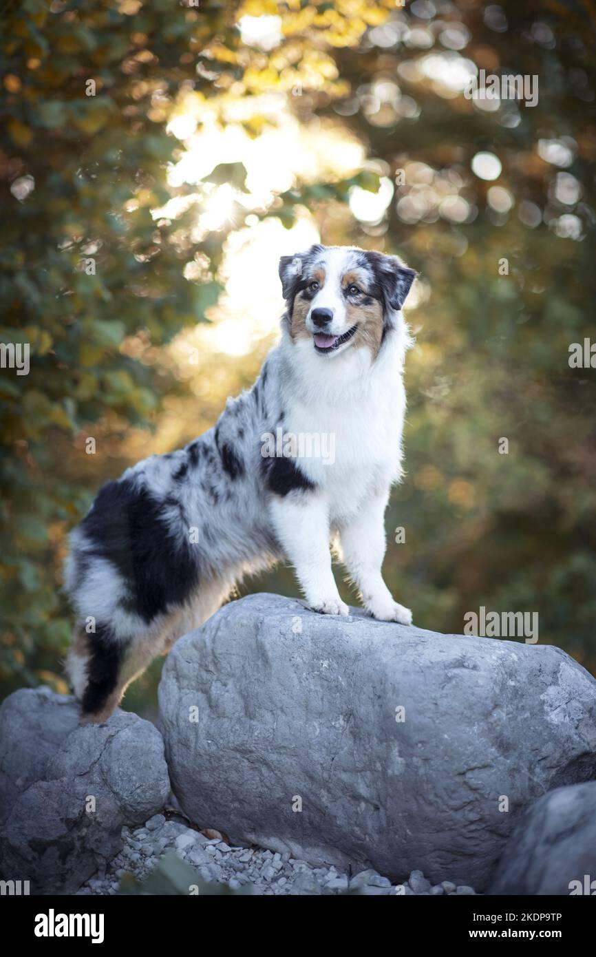 standing Australian Shepherd Stock Photo - Alamy