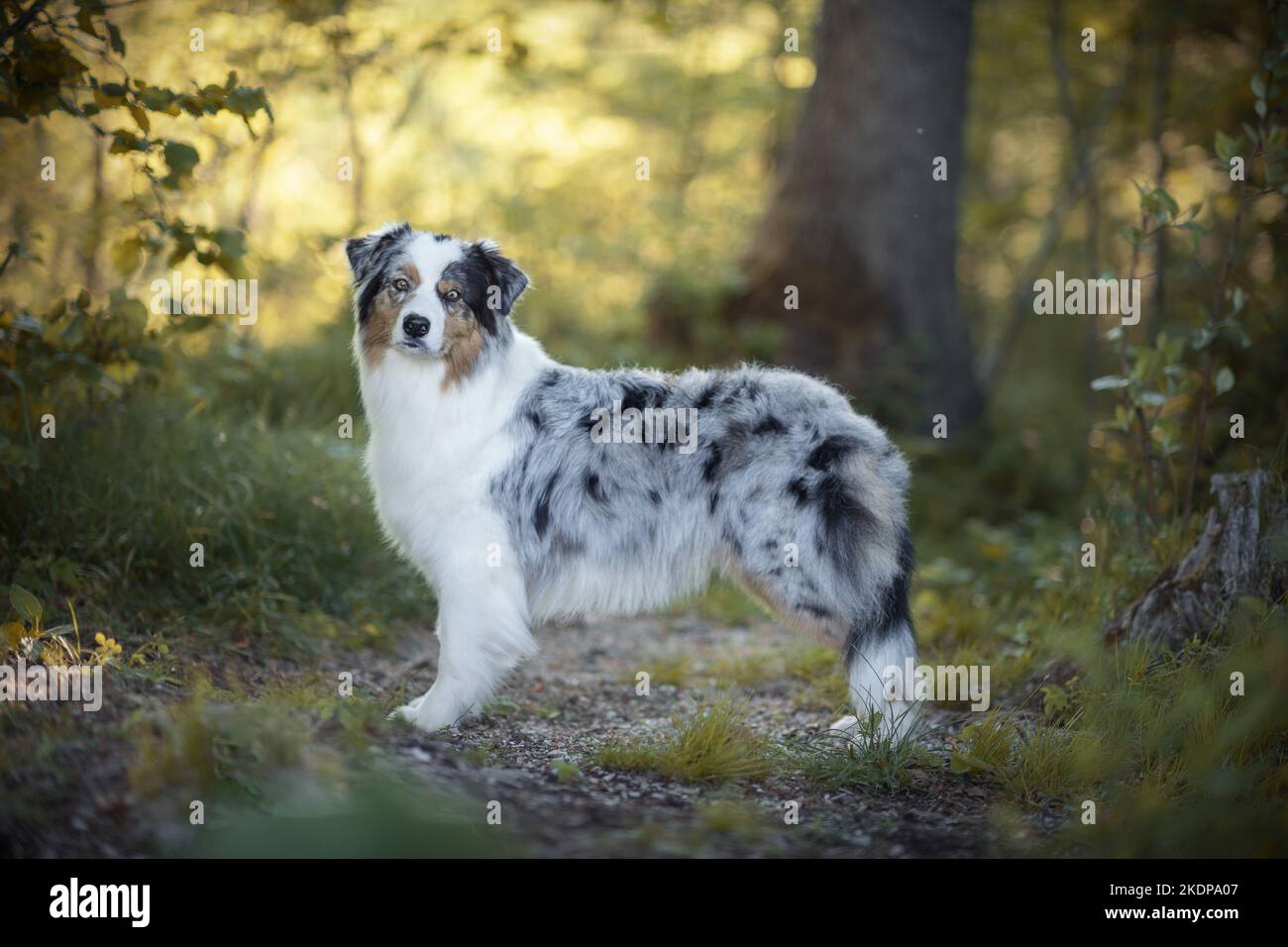 standing Australian Shepherd Stock Photo - Alamy