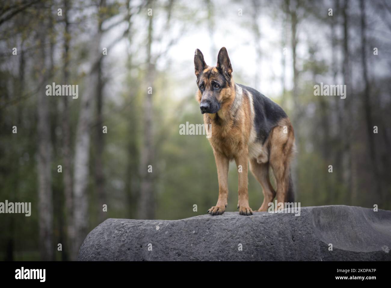 standing German Shepherd Stock Photo - Alamy