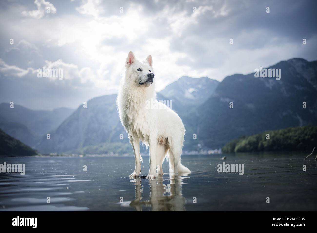 standing Berger Blanc Suisse Stock Photo - Alamy