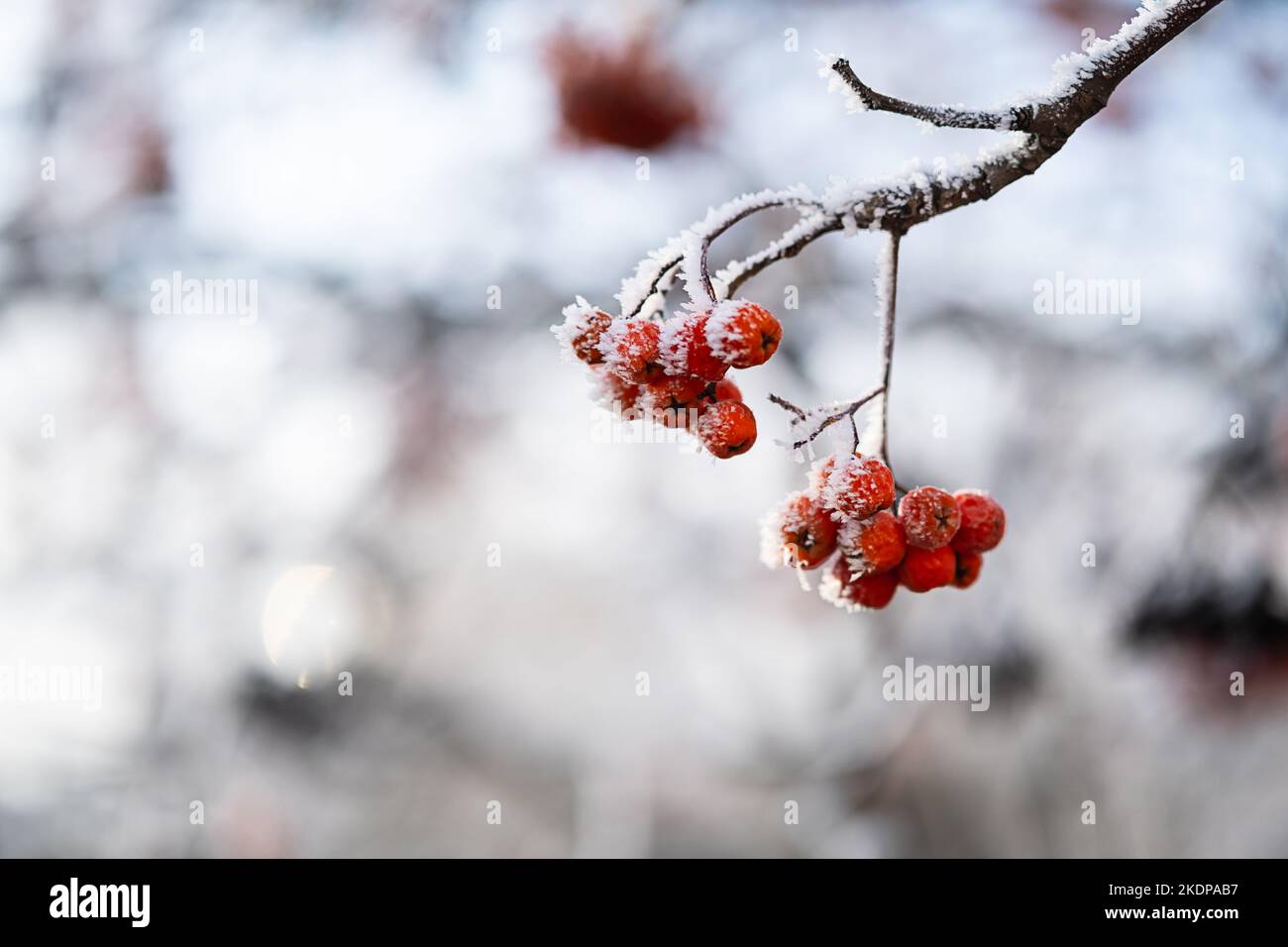 First frost, winter coming concept. Rowan branch covered hoarfrost ...
