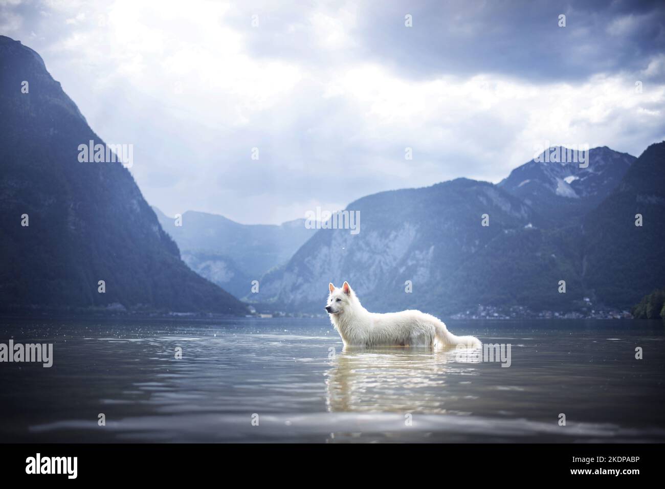 standing Berger Blanc Suisse Stock Photo - Alamy