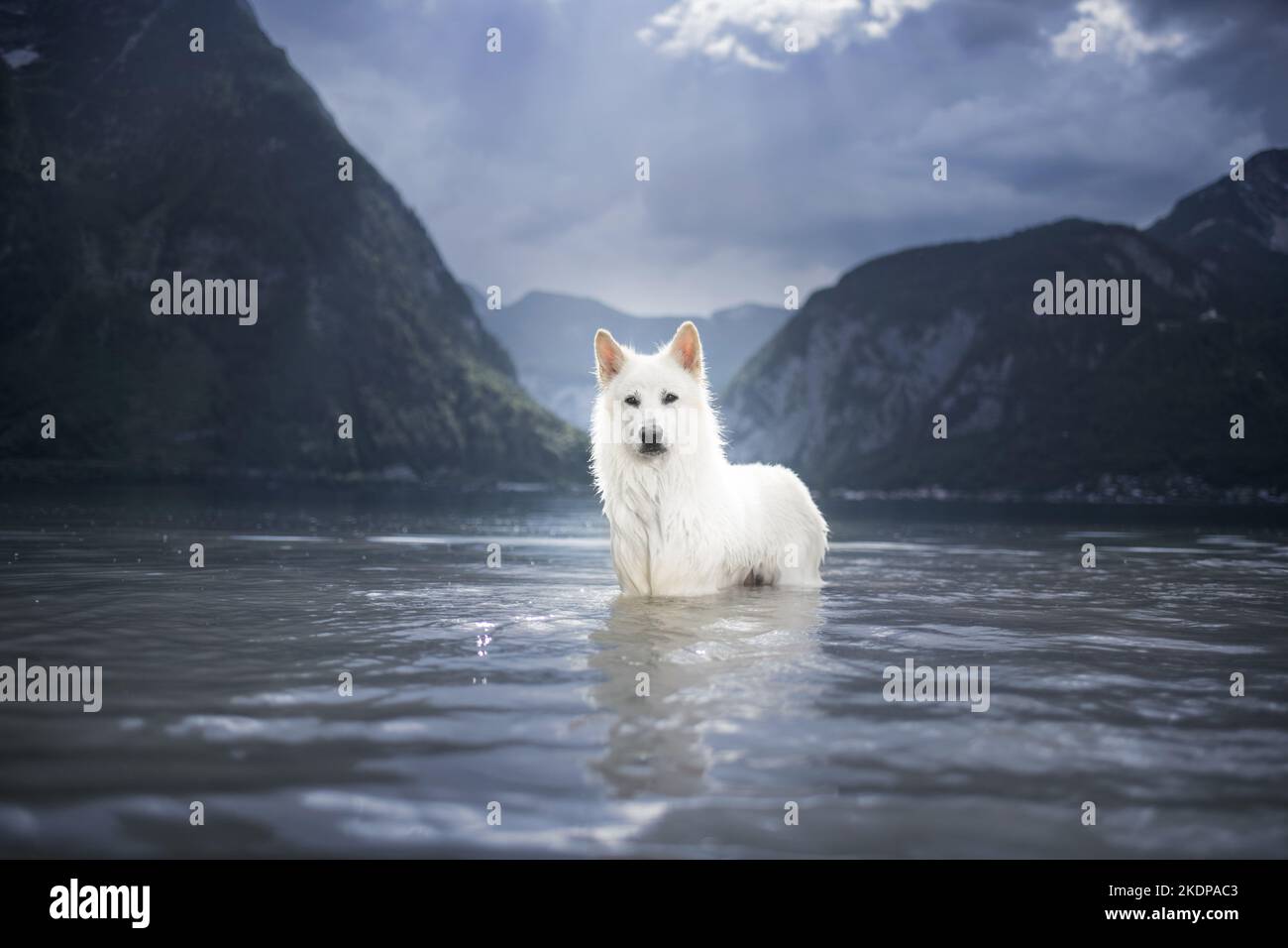 standing Berger Blanc Suisse Stock Photo - Alamy