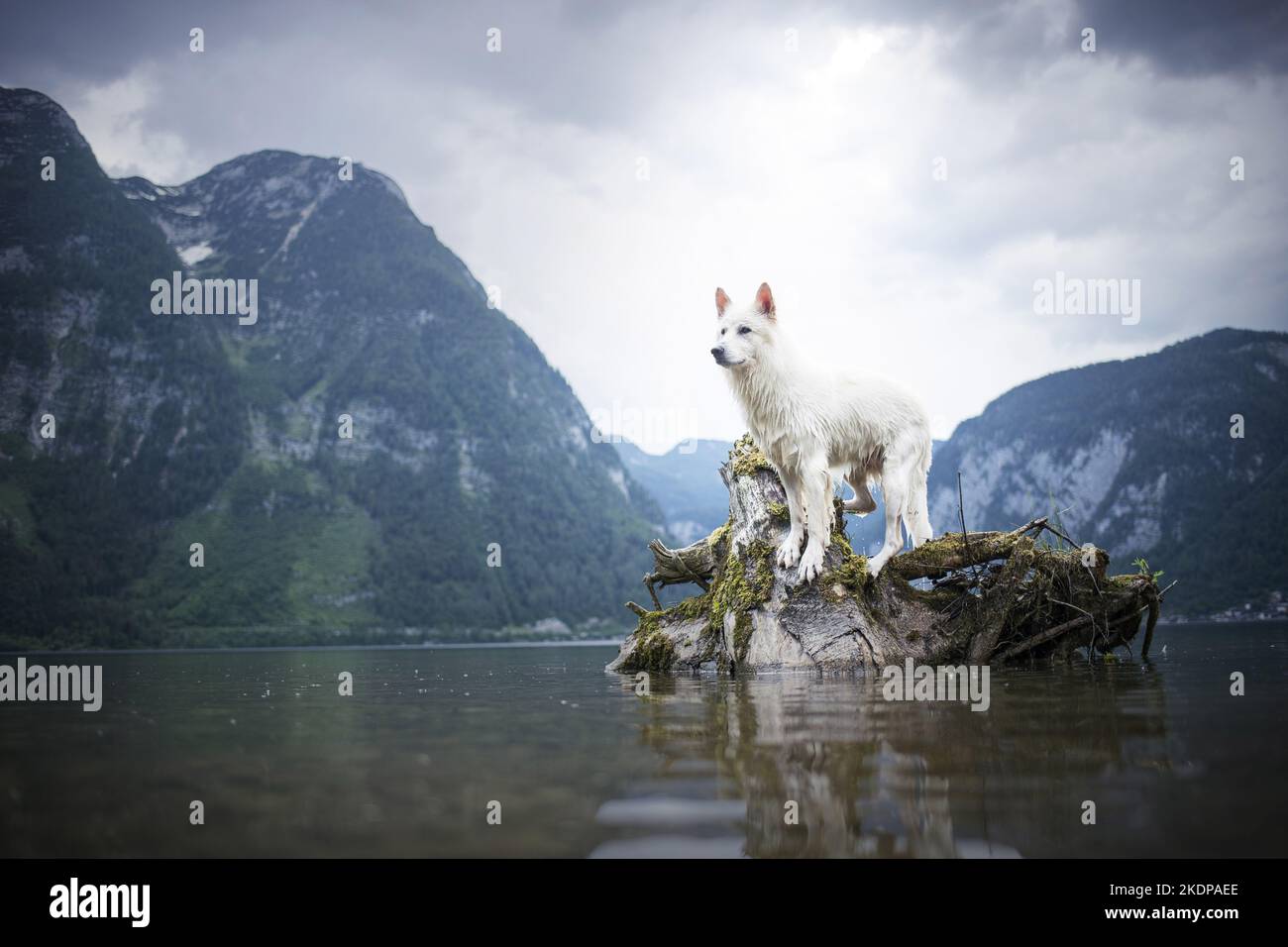 standing Berger Blanc Suisse Stock Photo - Alamy