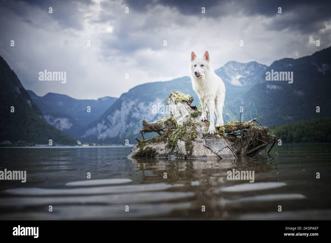 standing Berger Blanc Suisse Stock Photo - Alamy