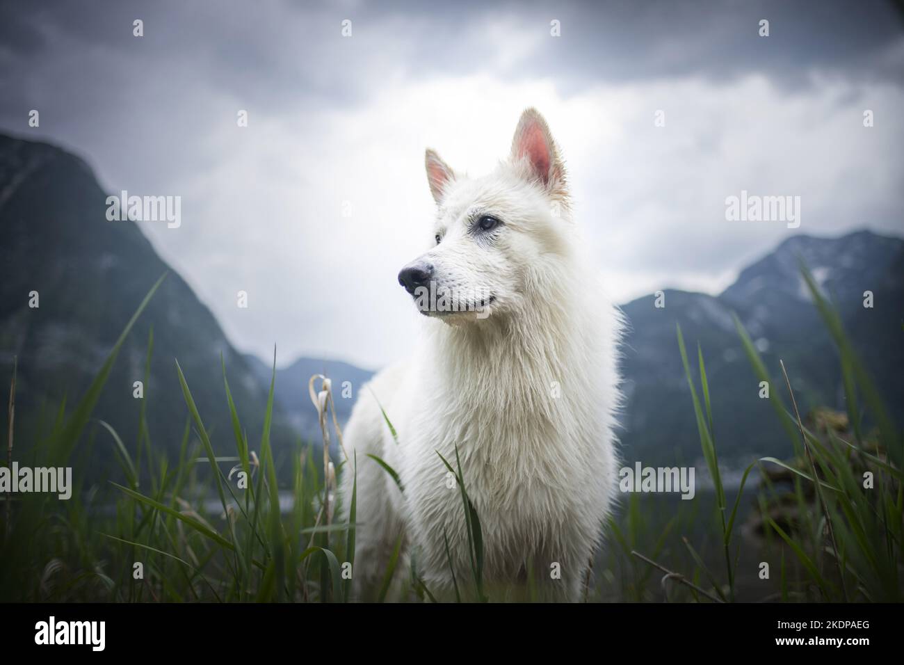 standing Berger Blanc Suisse Stock Photo - Alamy