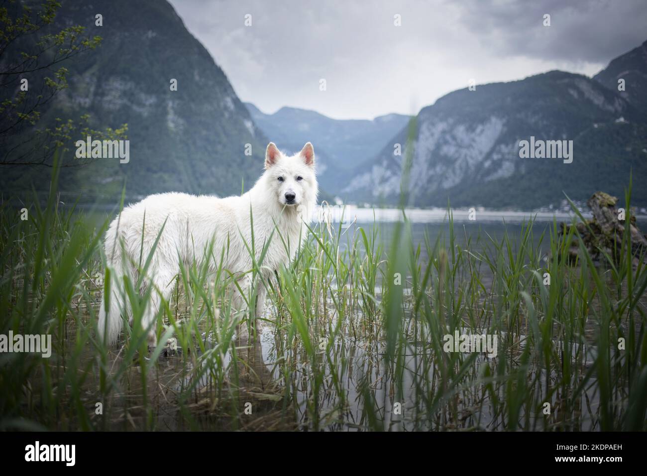 standing Berger Blanc Suisse Stock Photo - Alamy