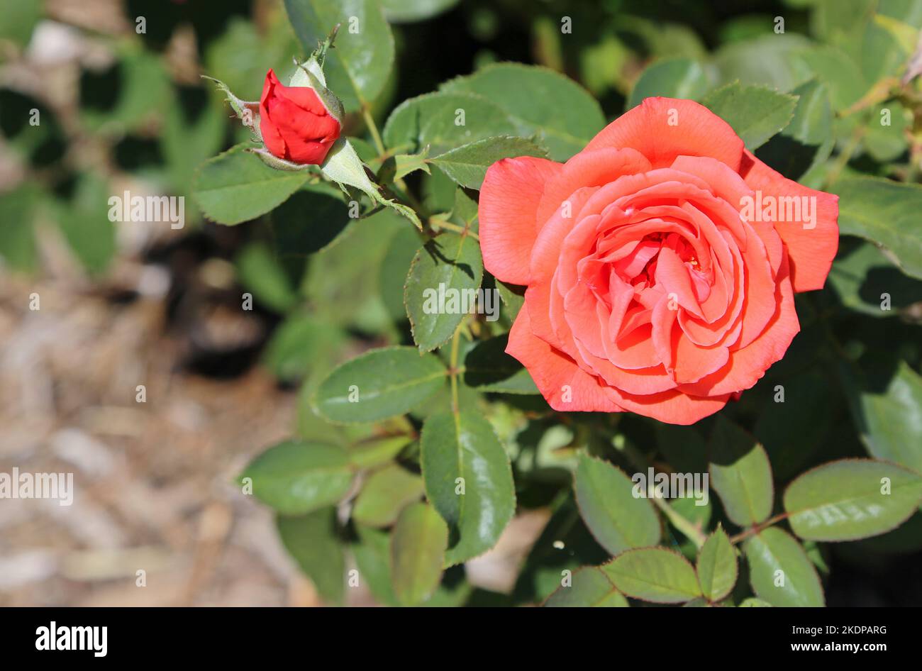 Two roses hi-res stock photography and images - Alamy