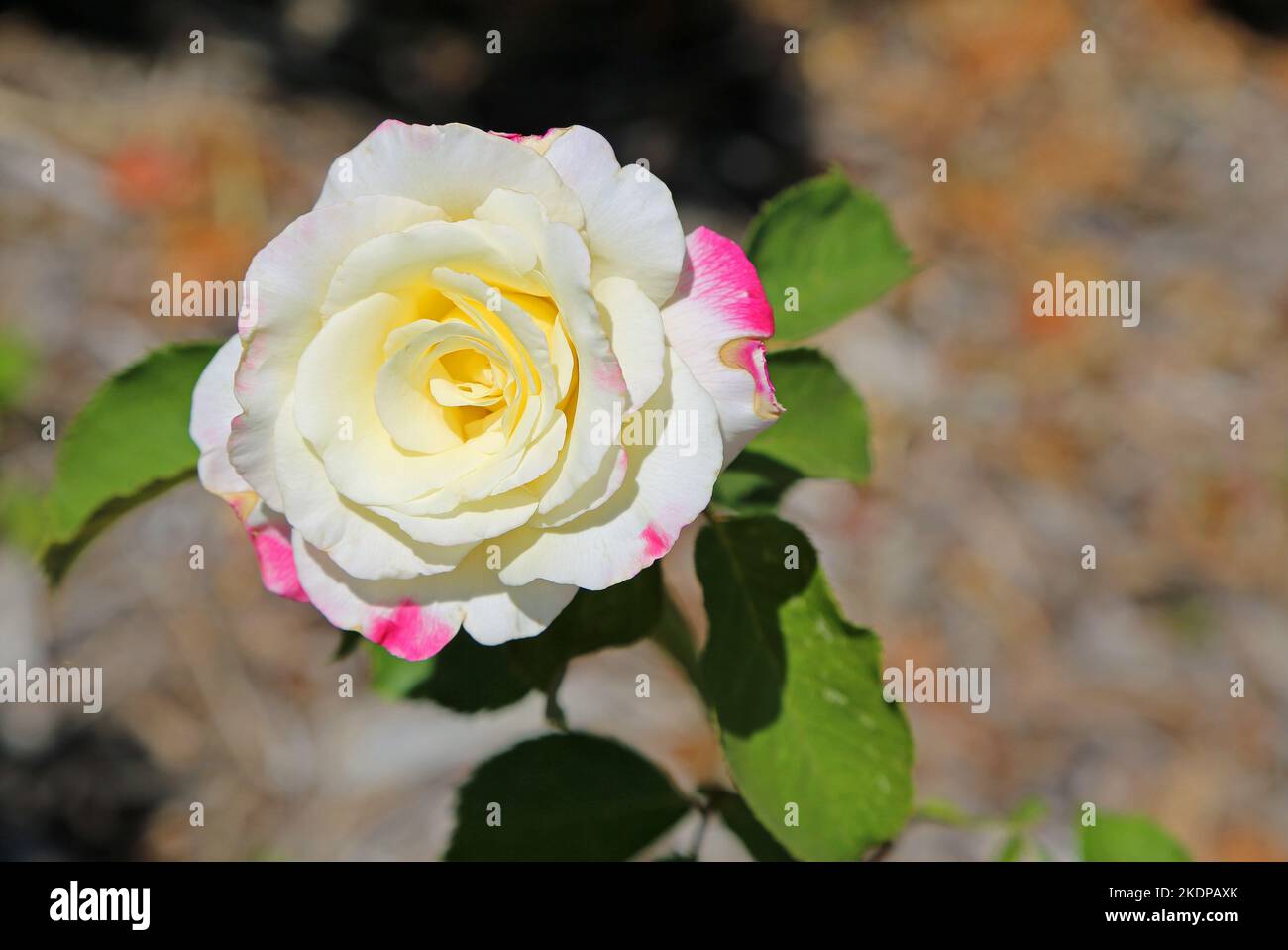 White Rose flower Stock Photo - Alamy