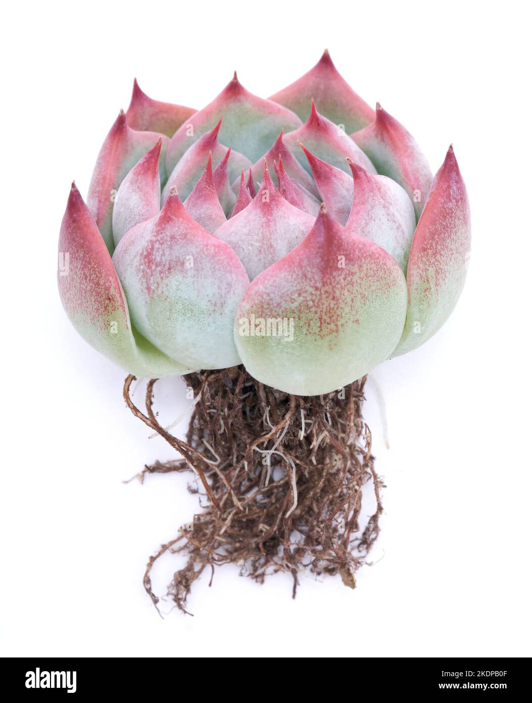 Echeveria Succulent rooted cutting Plant with roots Isolated on White ...