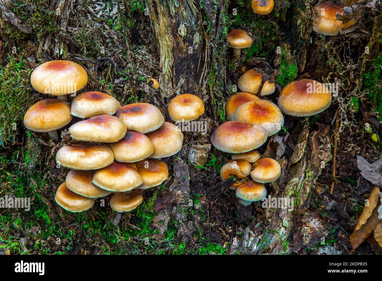 Hypholoma fasciculare, commonly known as the sulphur tuft or clustered ...