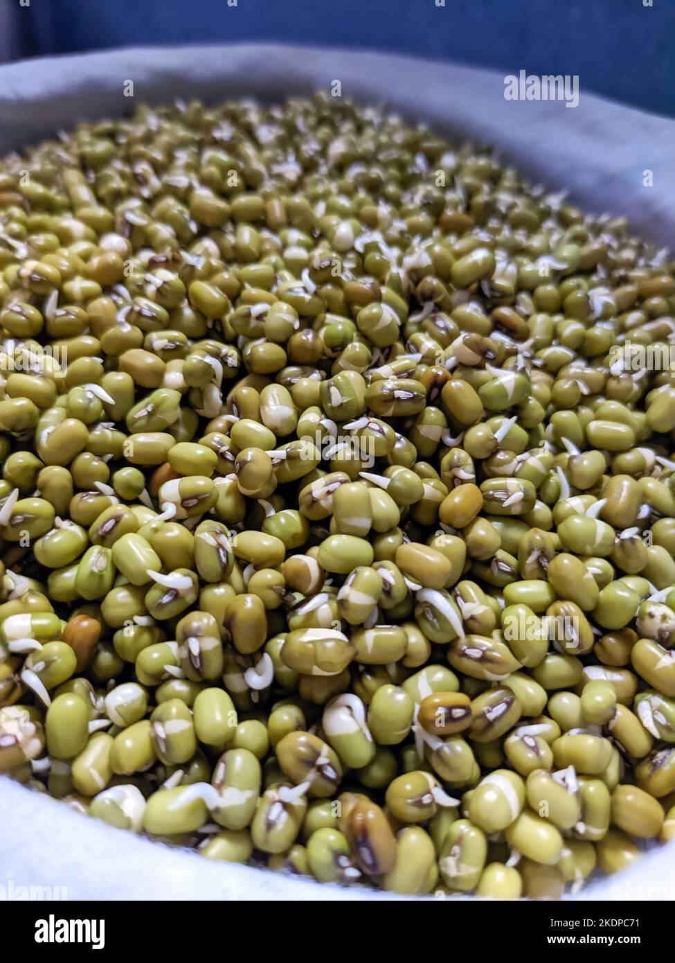 Close up view of sprouted green gram, golden gram seeds Stock Photo - Alamy