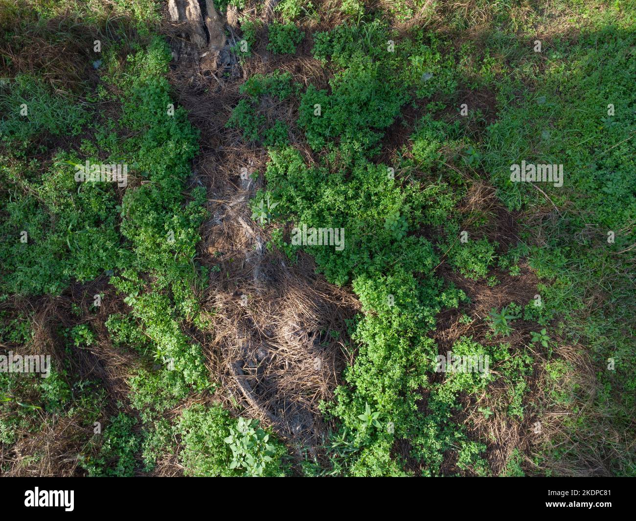 Aerial look down oil palm hi-res stock photography and images - Alamy