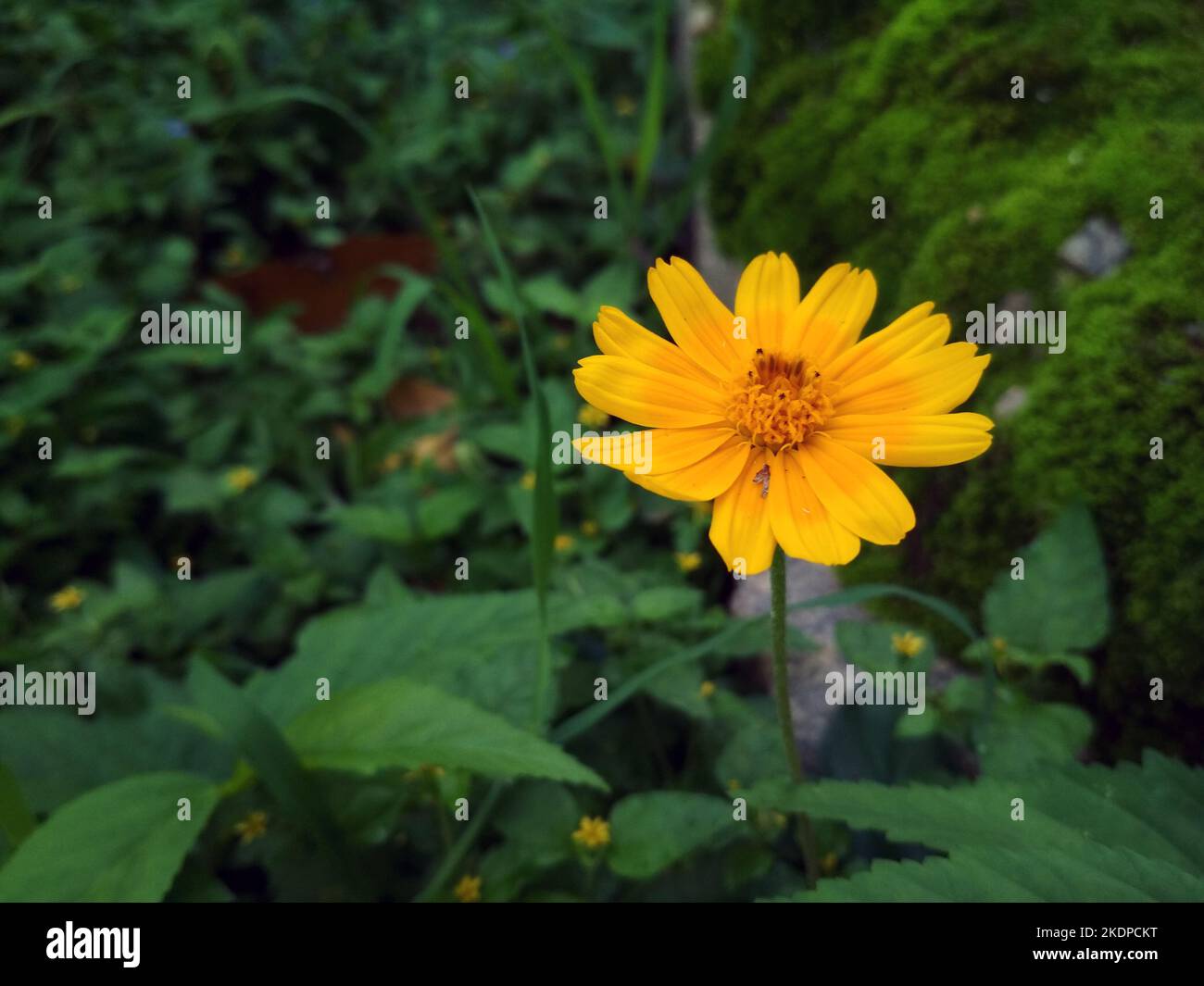 A vibrant yellow Wedelia flower, or Sphagneticola trilobata, blooms ...
