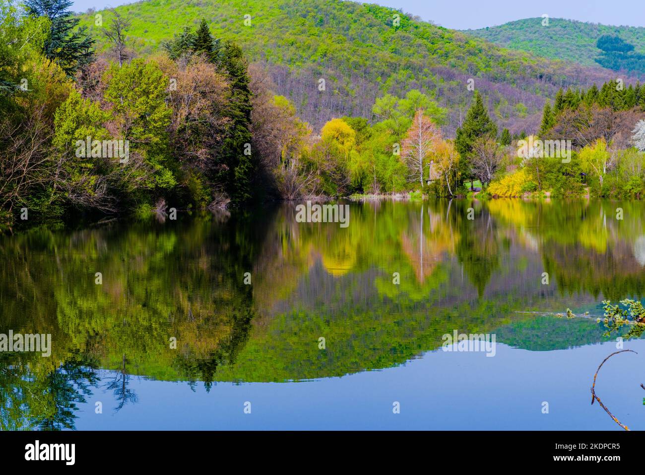 blossom trees in spring with nice reflections in water Stock Photo - Alamy