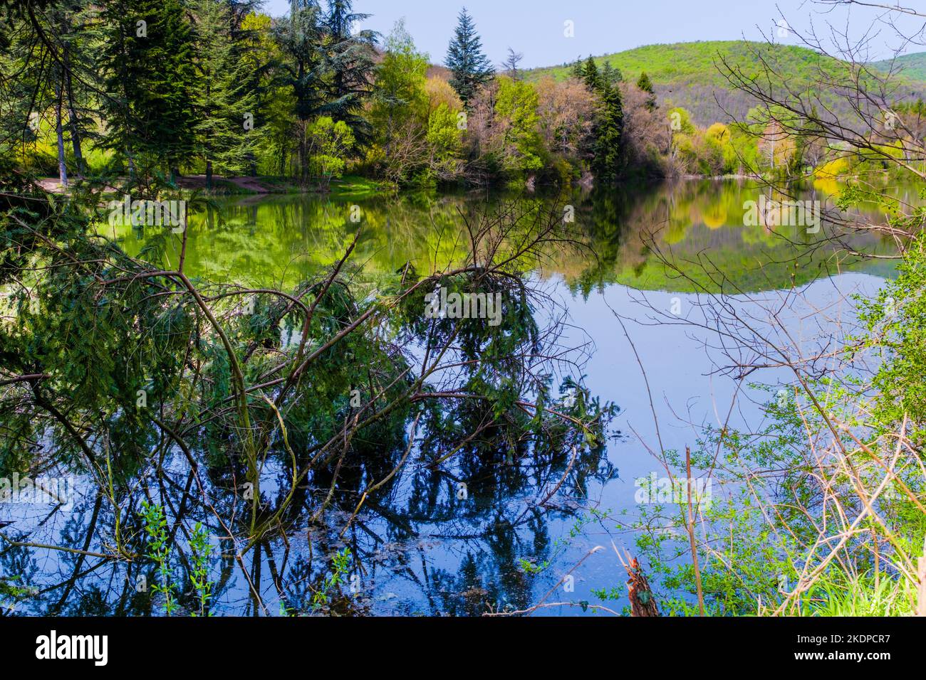 blossom trees in spring with nice reflections in water Stock Photo - Alamy