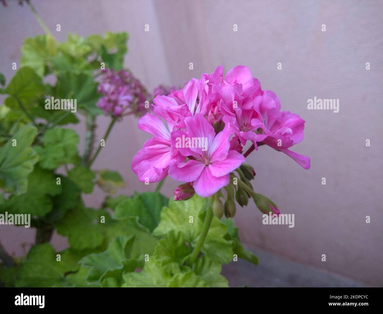 Ivy pelargonium hi-res stock photography and images - Alamy
