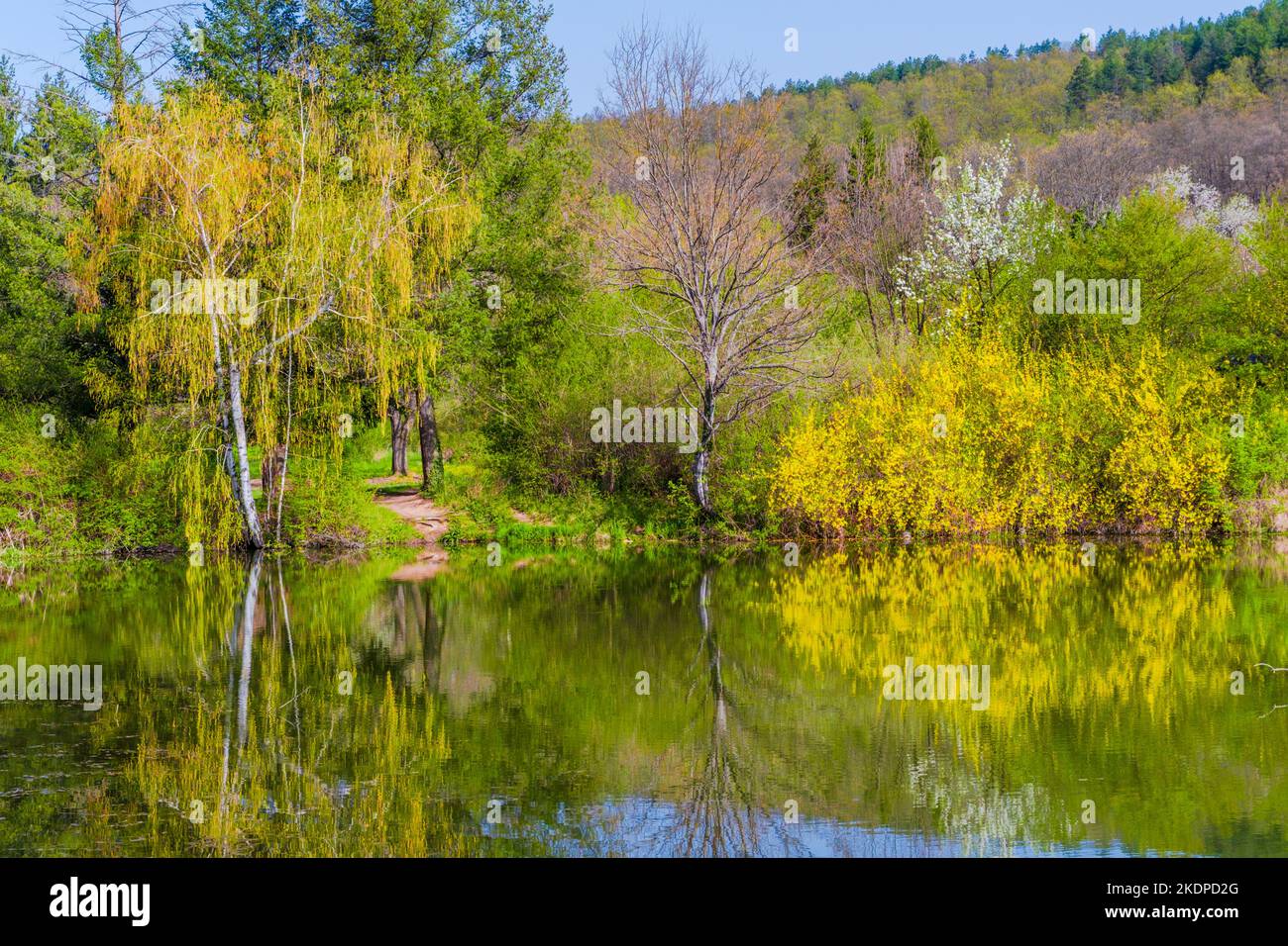 blossom trees in spring with nice reflections in water Stock Photo - Alamy