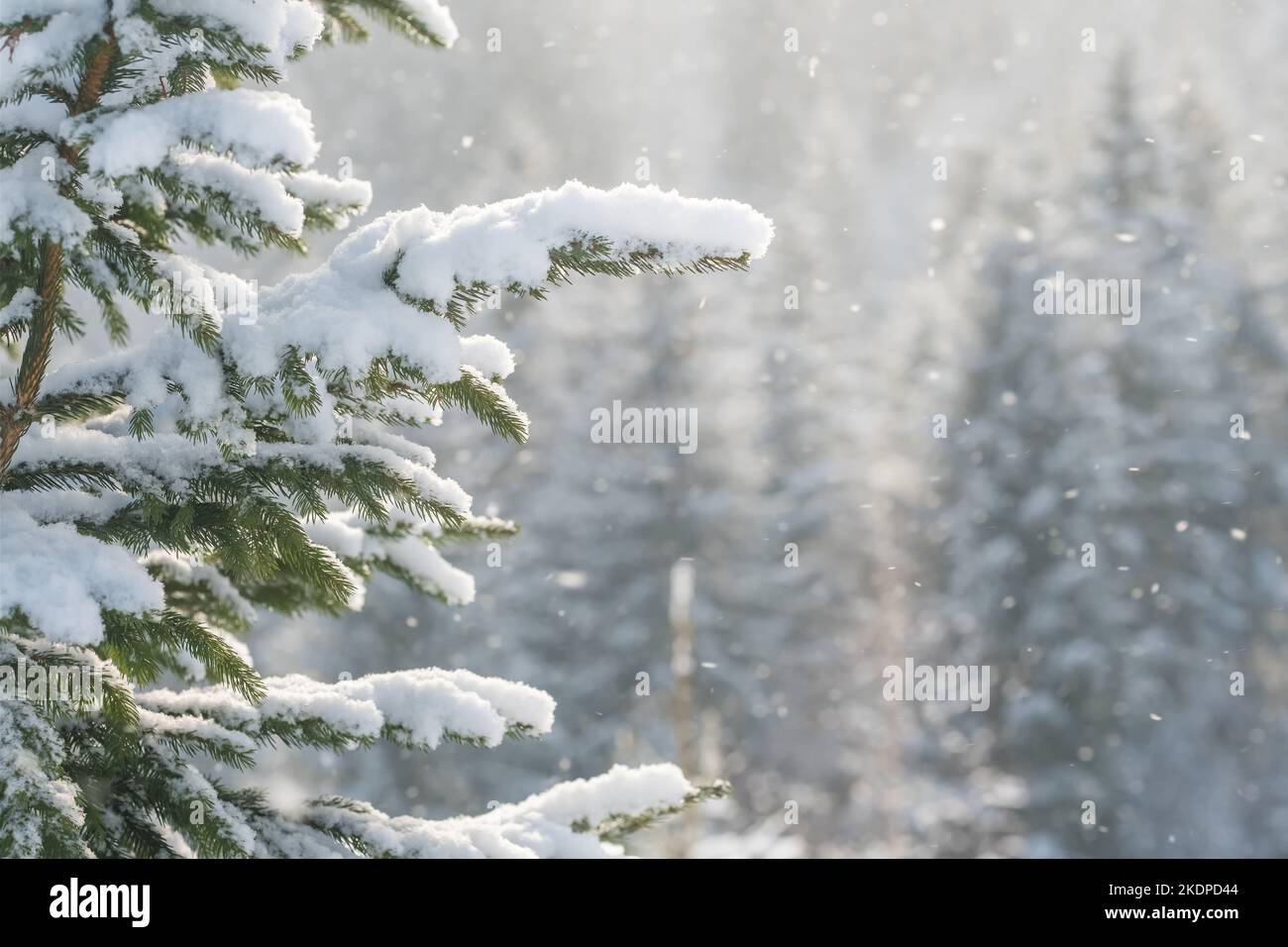 Beautiful winter landscape fir hi-res stock photography and images - Alamy