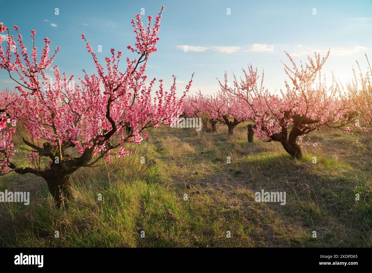 Row blossoming peach trees hi-res stock photography and images - Alamy