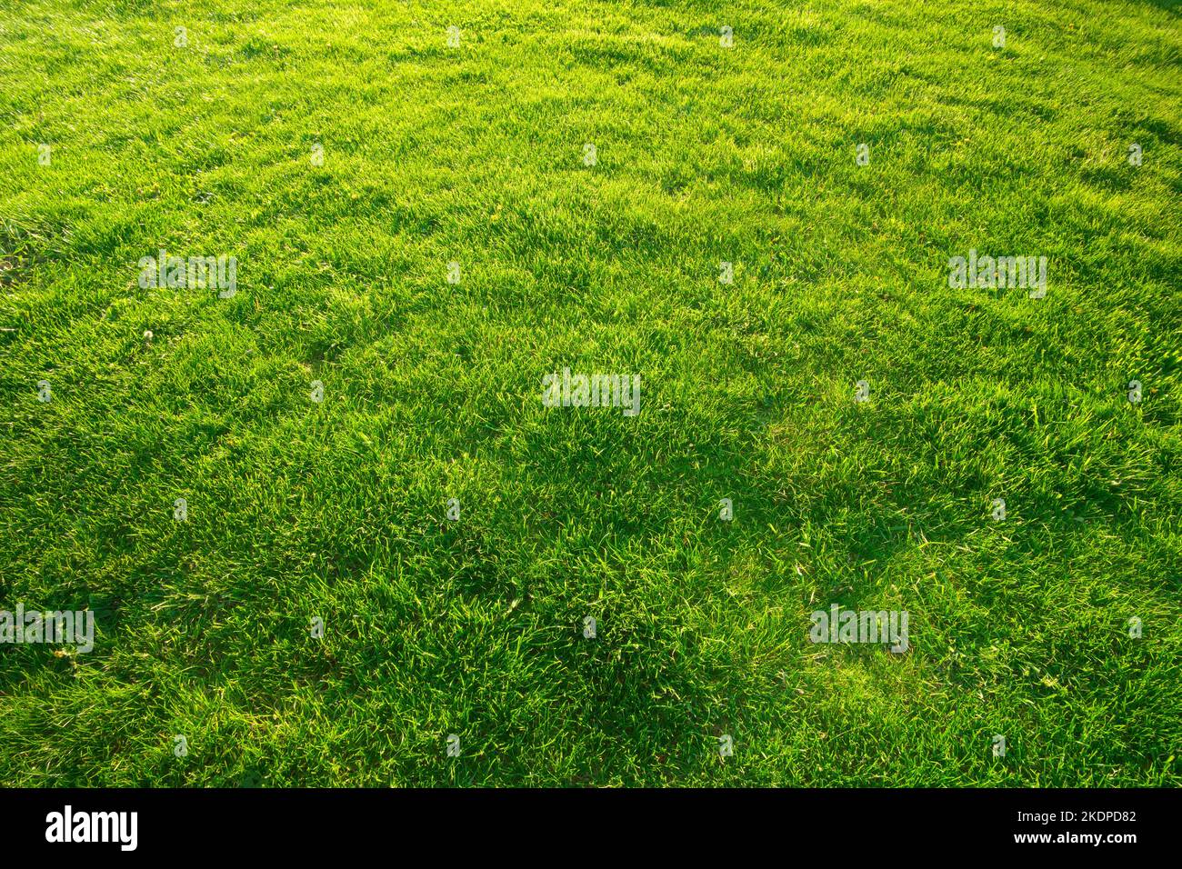 Green grass background texture. Element of design Stock Photo - Alamy