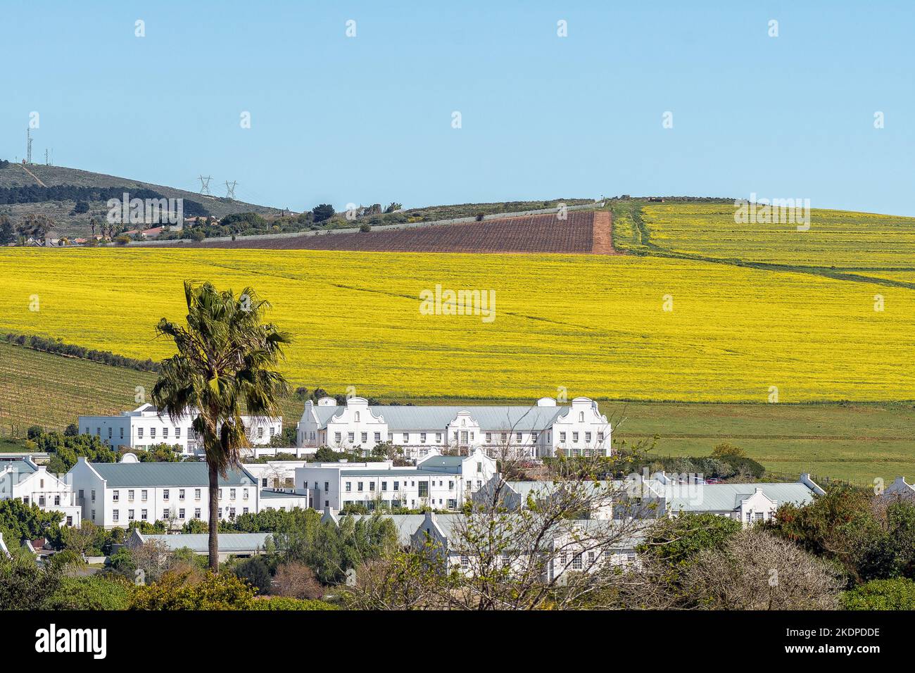 Cape town canola landscape hi-res stock photography and images - Alamy