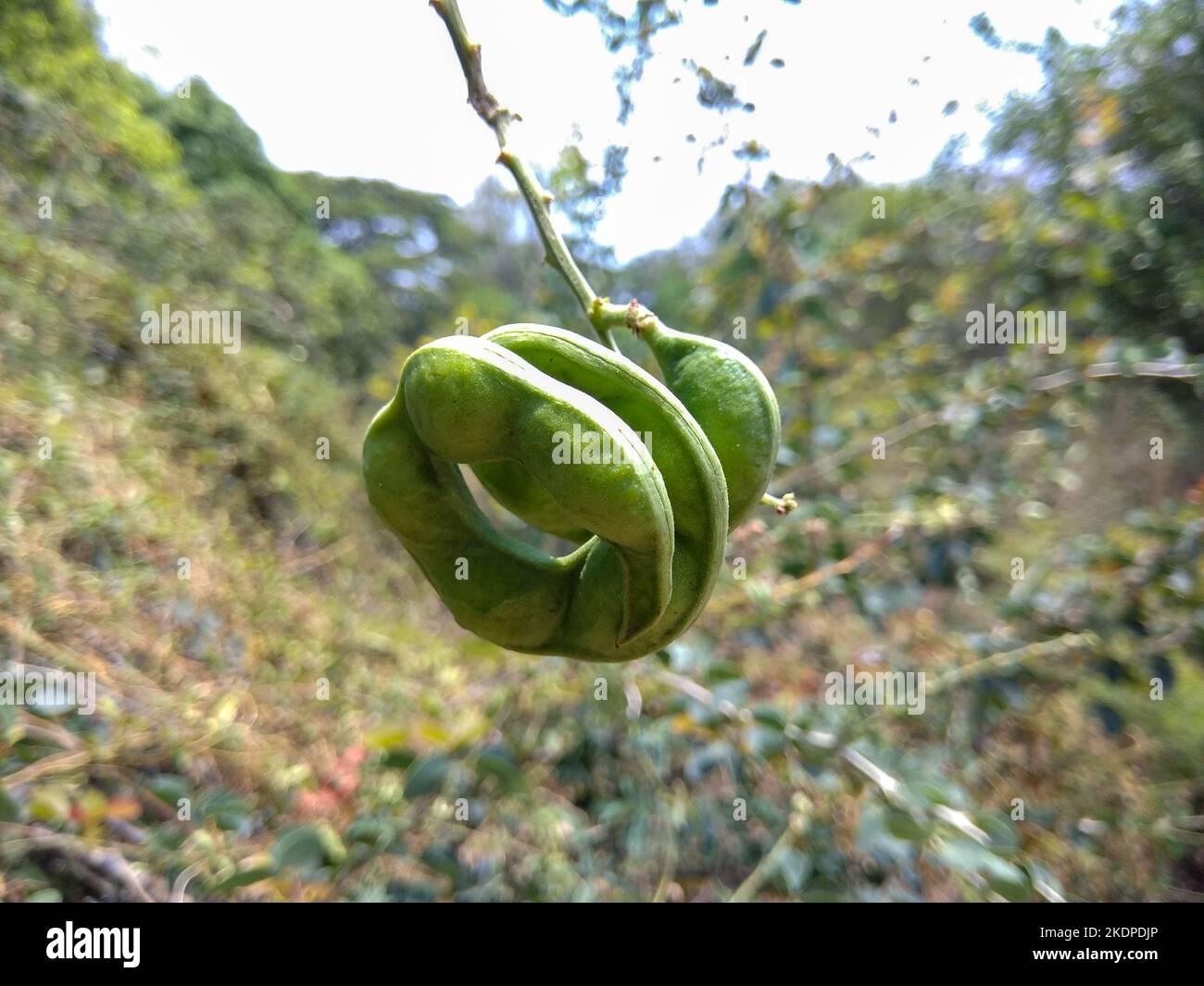 Pithecellobium hi-res stock photography and images - Alamy