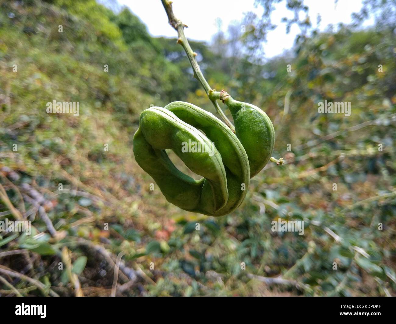 Pithecellobium dulce, commonly known as Manila tamarind, Madras thorn ...