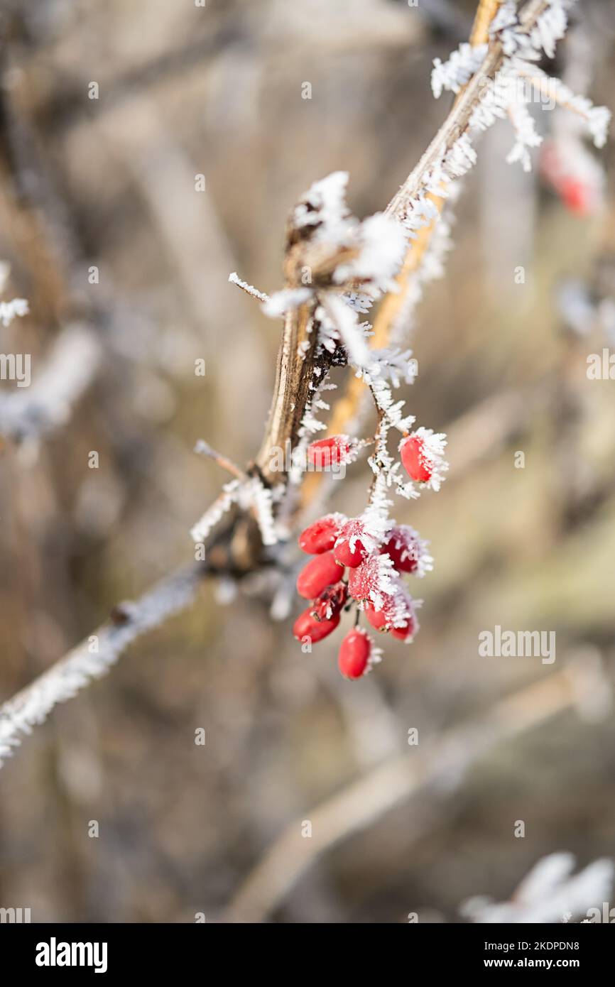 First frost, winter coming concept. Barberry branch covered hoarfrost ...