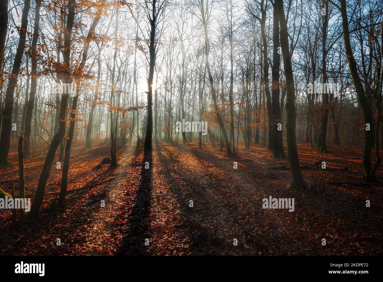 Nice sunset on forest hi-res stock photography and images - Alamy