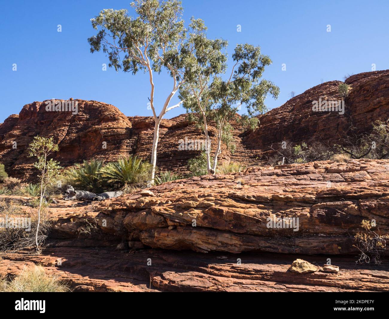 Ghost gums (Corymbia aparrerinja), Rim Walk, Kings Canyon, Watarrka ...