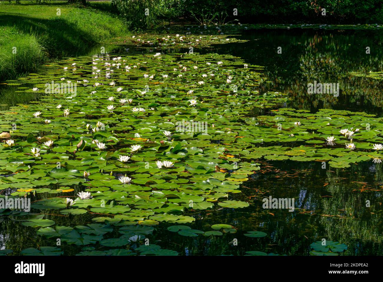 water lilies floating on the surface of the water in the city pond ...