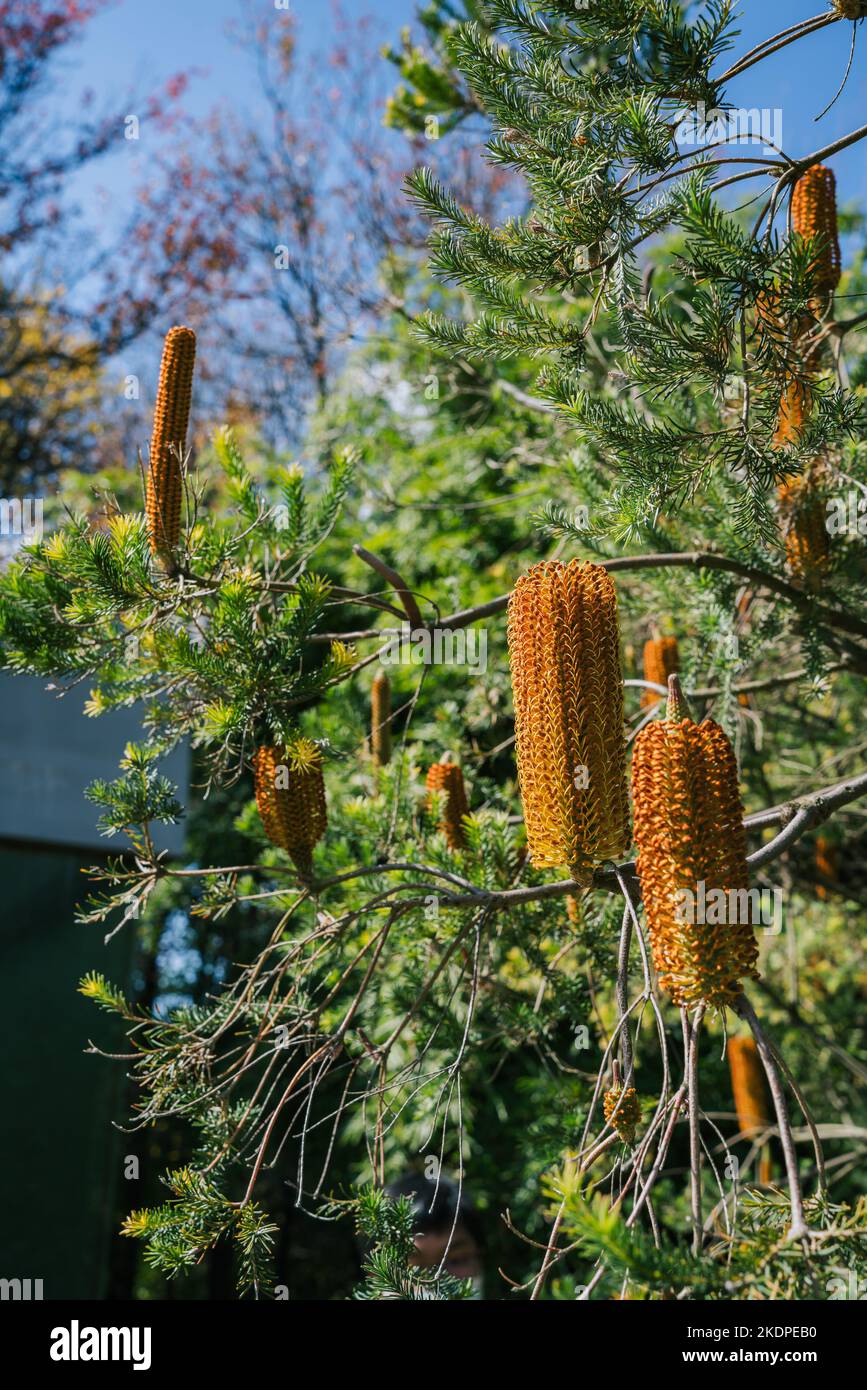 Tourists are visiting maple leaves in Kunming Botanical Garden, Kunming ...