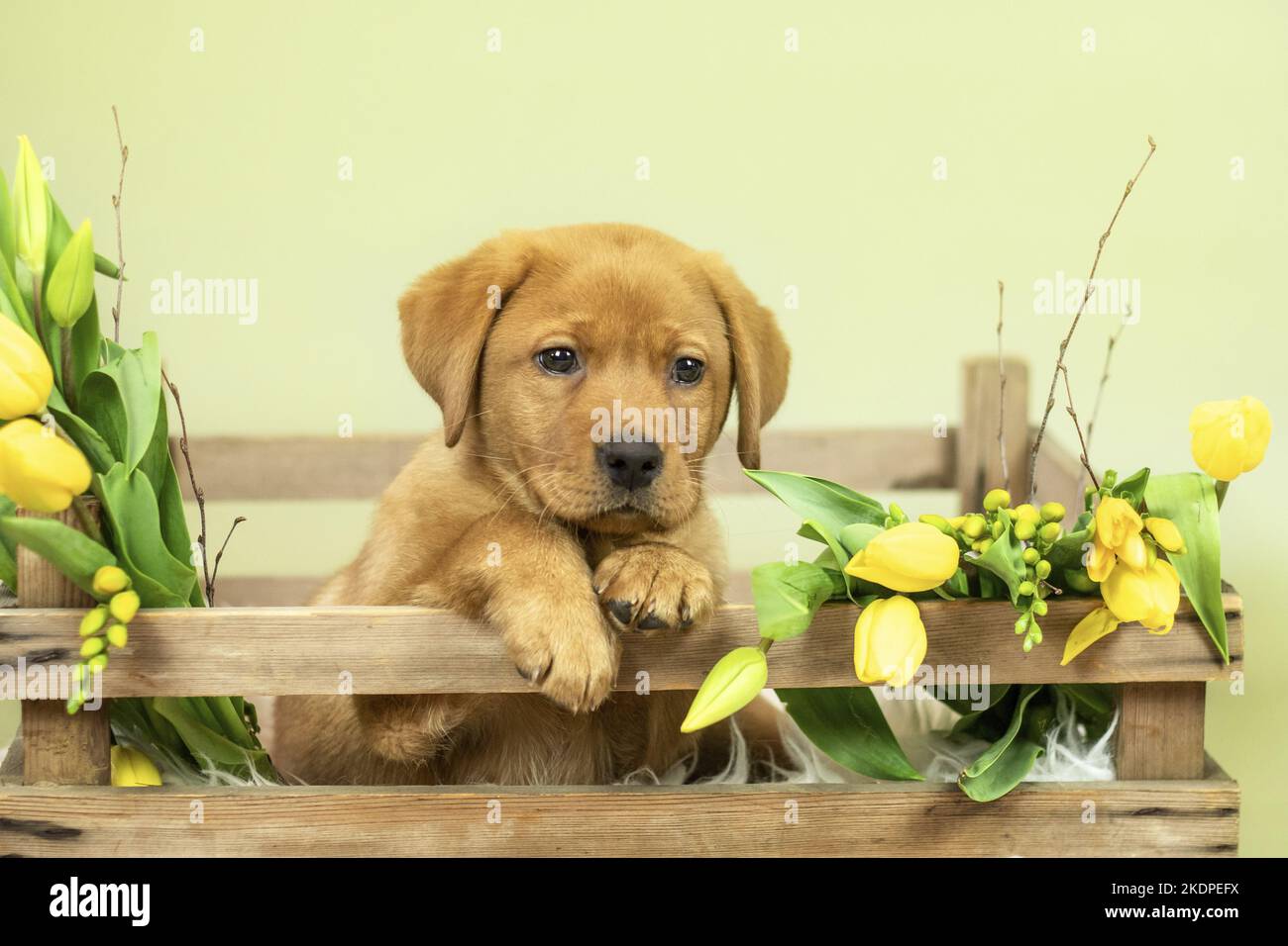 Labrador tulips hi-res stock photography and images - Alamy