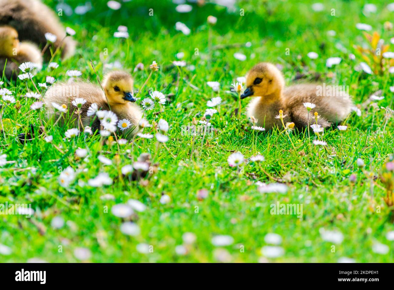 cute goose baby in green grass field Stock Photo - Alamy
